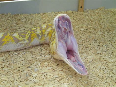 Reticulated Python Teeth