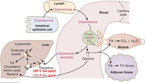 Biochem 1 2 Lipoproteins Cholesterol And Atherogensis Learning