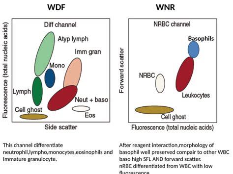 Cbc Principle Of Cell Counter Interpretation Of Histogram