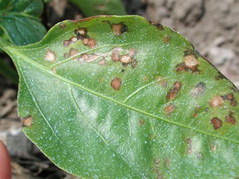 Opiniones De Pseudomonas Syringae