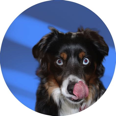 Axle The Mini Aussie Youtube