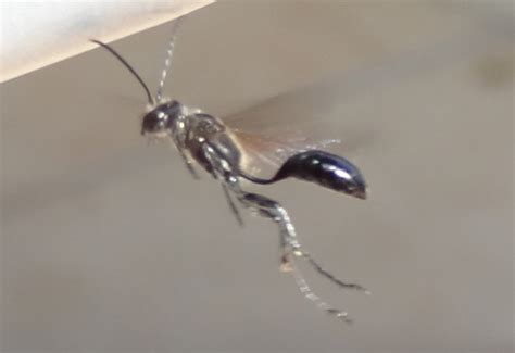 Grass Carrying Wasps A Closer Look At Their Fascinating Behavior Whats That Bug