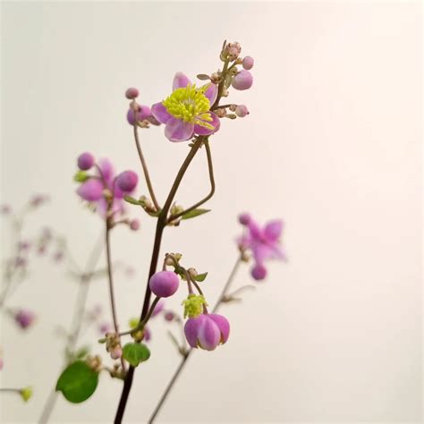 봄그린 금꿩의다리 포도알처럼 동글동글 귀여운 꽃봉오리를 가진 금꿩의다리라는 꽃입니다 노란색