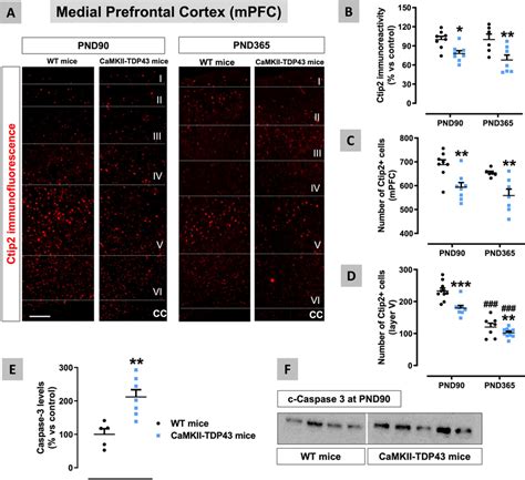 Data Of Ctip2 Immunofluorescence Panels A D In The Mpfc Of Ftd And Download Scientific