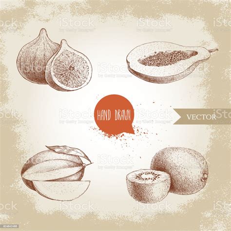 손으로 그린 이국적인 과일 세트입니다 무화과 열매 파파야 잘라 씨와 망고 키 위 과일 오래 된 배경에 에코 음식 스케치 벡터