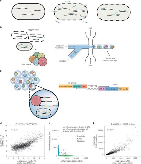 Probe Based Bacterial Single Cell Rna Sequencing Predicts Toxin Regulation Nature Microbiology