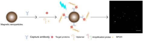 Schematic Illustration Of The Detection Assay For The Direct