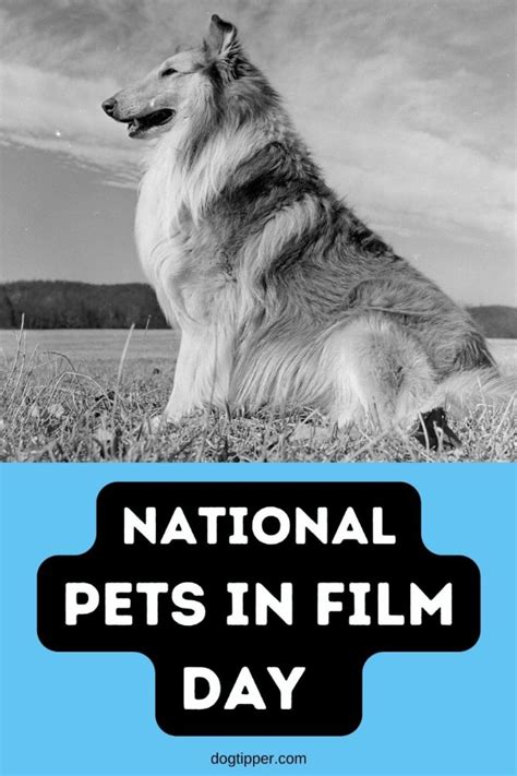 Create Meme Lassies Collie Sheltie Collie Pictures Meme