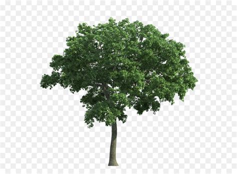 Tree Shrub Transparency And Translucency Trees Png Download 411 1024 Free Transparent Tree