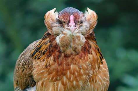 Bird Chicken Hen Free Photo On Pixabay Pixabay