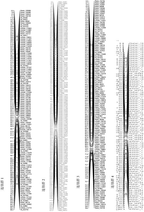Plum Blossom Genetic Map Construction Method Eureka Patsnap