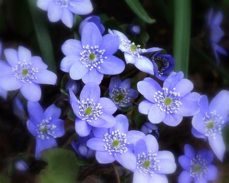 Floraandfaunaflowers Tangled Up In Blue Flora And Fauna
