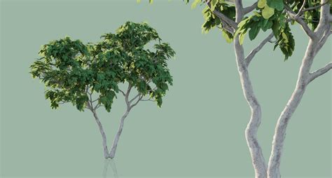 Fig Tree Ficus 2 3d Model 6 3ds Fbx Max Obj Free3d