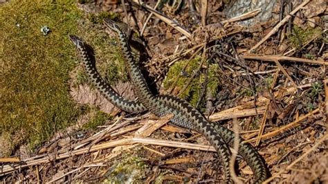 Adder Attacks And Rats Infesting Shops Animals To Look Out For After