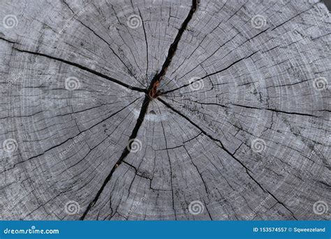 Close Up Tree Stump Texture Background Stock Image Image Of Abstract