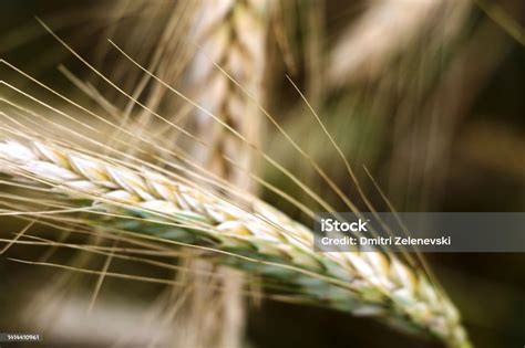 Summer Field With Ripe Barley Ears Agriculture Farming Harvesting
