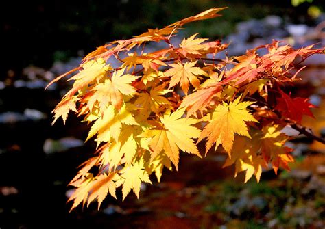 中国枫叶大道－－步步惊艳之旅！ 本溪旅游攻略