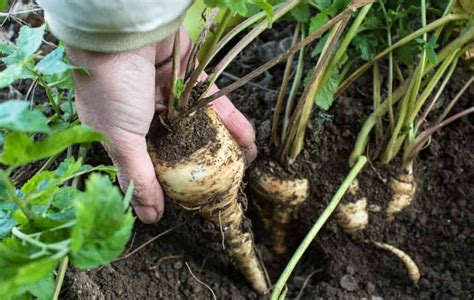 How To Grow Parsnips For Beginners A Guide Simple Living Country Gal