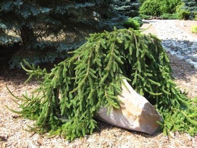How To Prune Weeping Norway Spruce For Healthy Growth