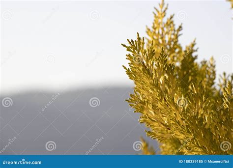 Lemon Cypress Tree Leaves Close Up It Started To Turn Yellow Stock