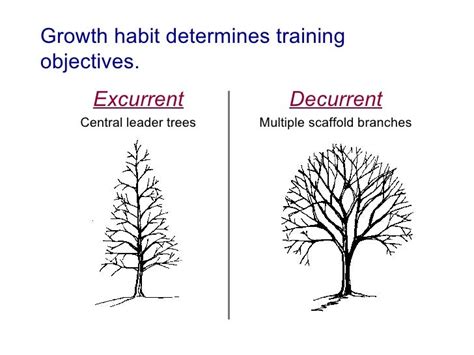 What Is Excurrent Growth Fabalabse