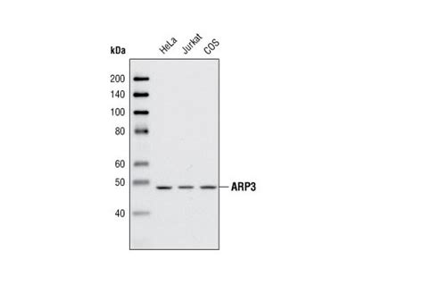 Actin Nucleation And Polymerization Antibody Sampler Kit Cell