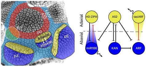 A Diffusible Small Rna Based Turing System Dynamically Coordinates
