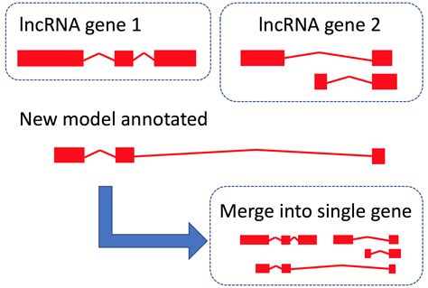 Ensembl Insights Annotating Readthrough Transcription In Ensembl Ensembl Blog