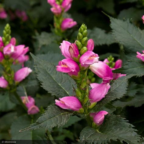 Turtlehead Hot Lips Rogers Spring Hill Plant Database Rogers Spring Hill Plant Database