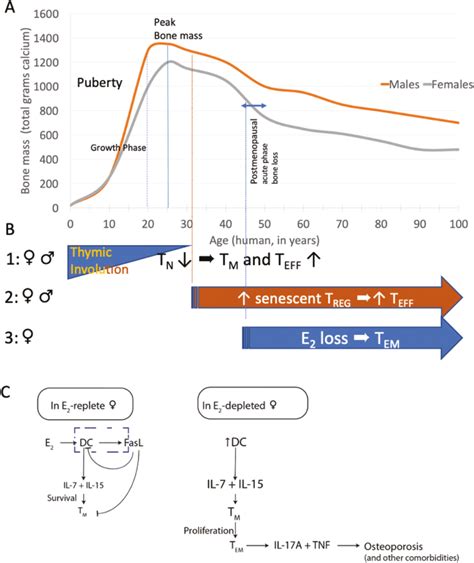 Relationship Between Age Related T Cell Mediated Inflammation And Bone