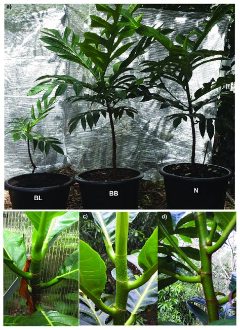 Representatives Of Breadfruit Plants Growing On Different Rootstocks
