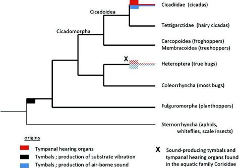 3 Phylogeny Of The Hemiptera True Bugs Plant Lice And Cicadas
