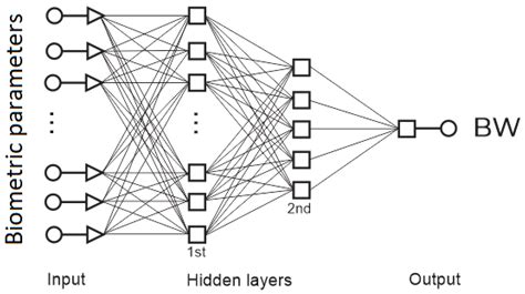 neural network based body weight prediction in pelibuey sheep through