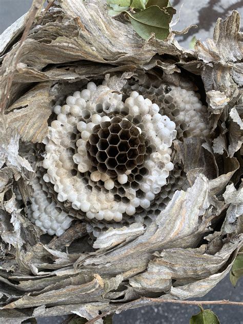 The Inside Of A Bald Faced Hornets Nest Rmildlyinteresting