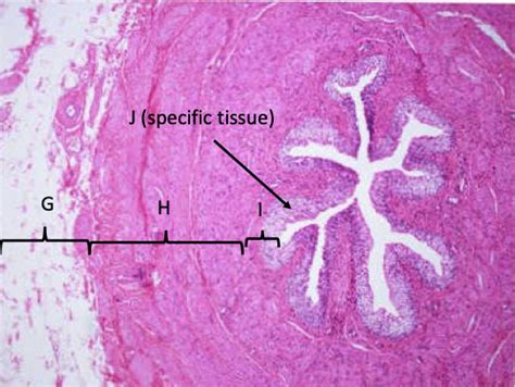 Lab 10 Histology Ureter 3 Diagram Quizlet