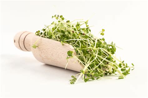 흰색 배경에 고립 된 나무 국자로 브로콜리 새싹 영양 바이오 천연 식품 성분 알팔파 싹에 대한 스톡 사진 및 기타 이미지