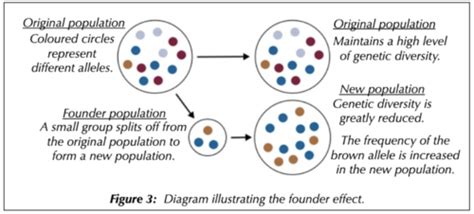 337 Allele Frequencies In Populations Flashcards Quizlet