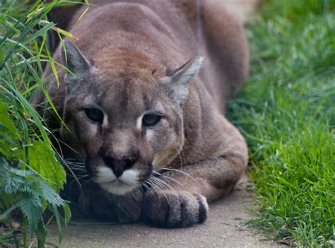 Cougar Ready To Pounce A Cougar Staring At Me At Shepreth … Flickr