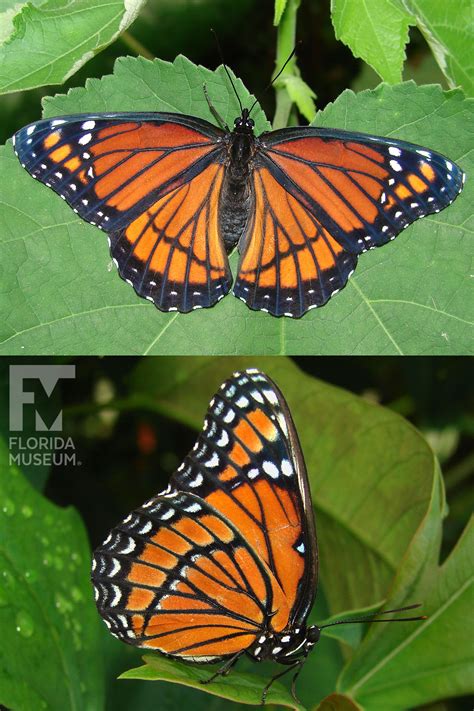 Viceroy Butterfly Viceroy Butterfly Limenitis Archippus About