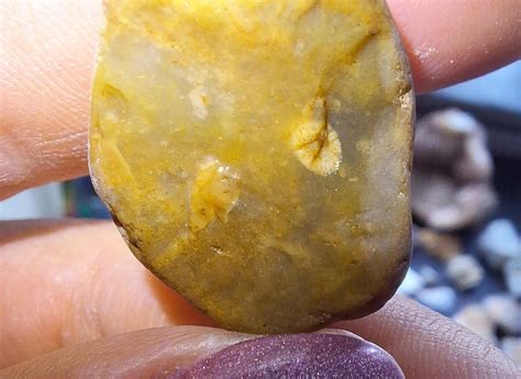 it s tiny but and ideas on what r fossilid
