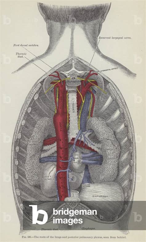 Image Of The Roots Of The Lungs And Posterior Pulmonary Plexus Seen By