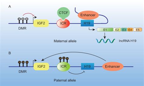 长链非编码rna H19在不孕症中的作用 Cell Death Discovery X Mol