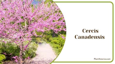 Trees With Long Seed Pods To Bring Whimsy To Your Yard Plant America