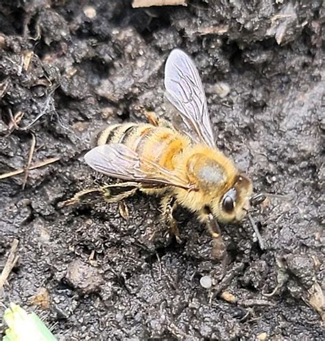 Apis Mellifera Bugguidenet