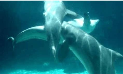 世界上性慾最強的動物 一天啪啪數次 強姦海龜 上演人獸之戀 壹讀