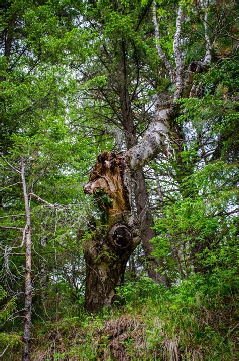 Tree Roots On A Cliff Stock Photo Image Of Earth Cliff