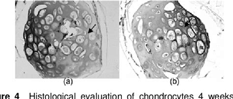 Figure 4 From Development Of A Hybrid Scaffold And A Bioreactor For Cartilage Regeneration