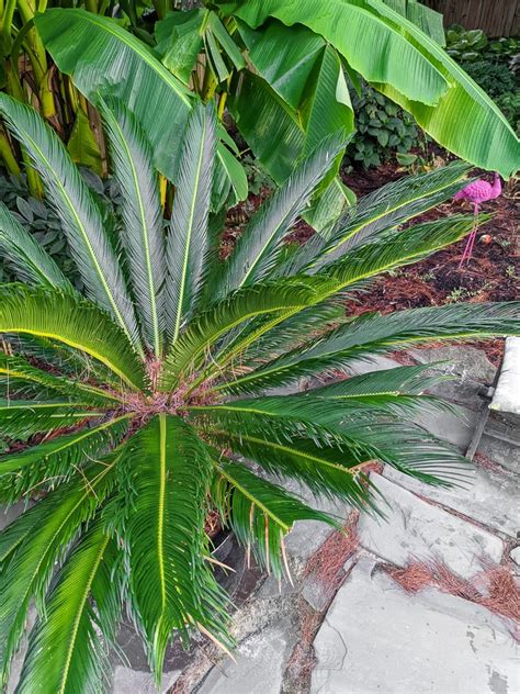 Learn About Sago Palm Care And The Safety Info You Need To Know