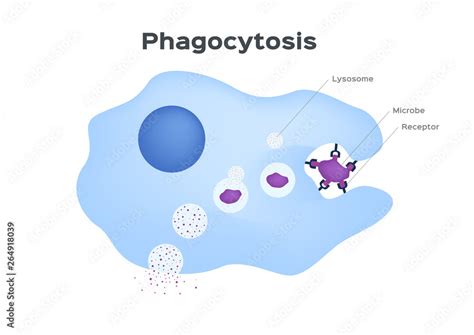 Phagocytosis In Three Steps Human Immune System Vector Cell Eating Vector Stock Vector