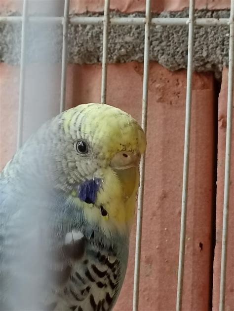 Hel Me Identify Sex And Age Of My Two Budgies Rparrots